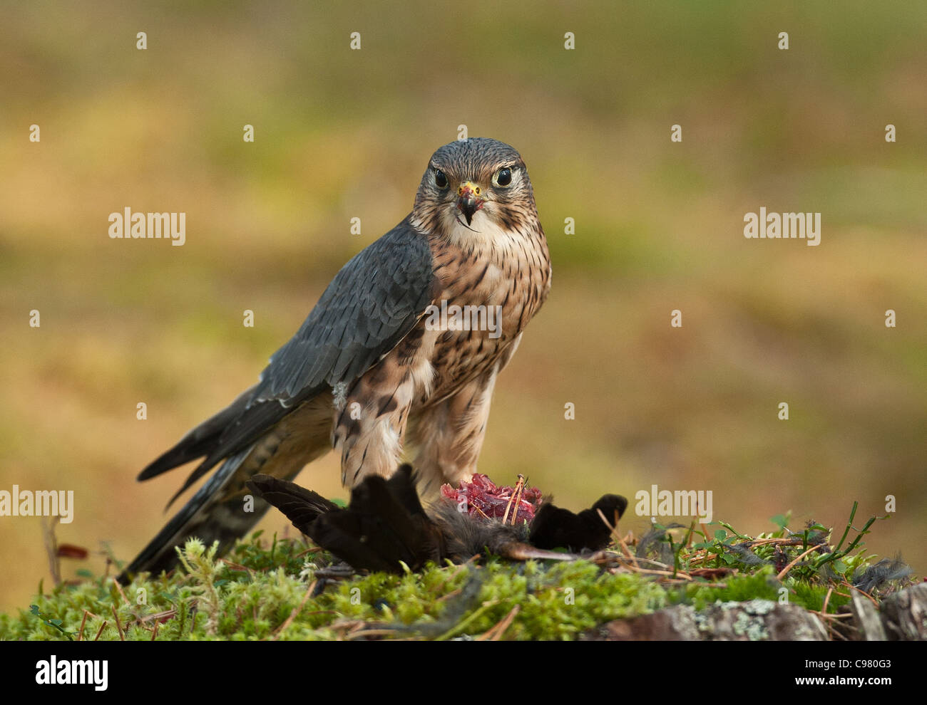 Merlin bird hi-res stock photography and images - Alamy