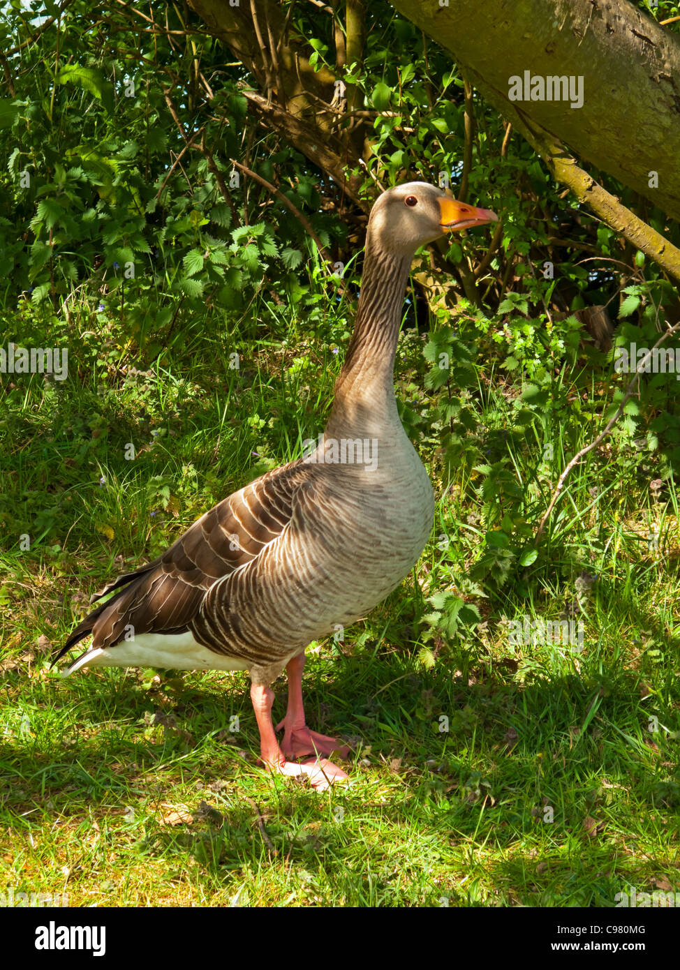 Ancestor species hi-res stock photography and images - Alamy