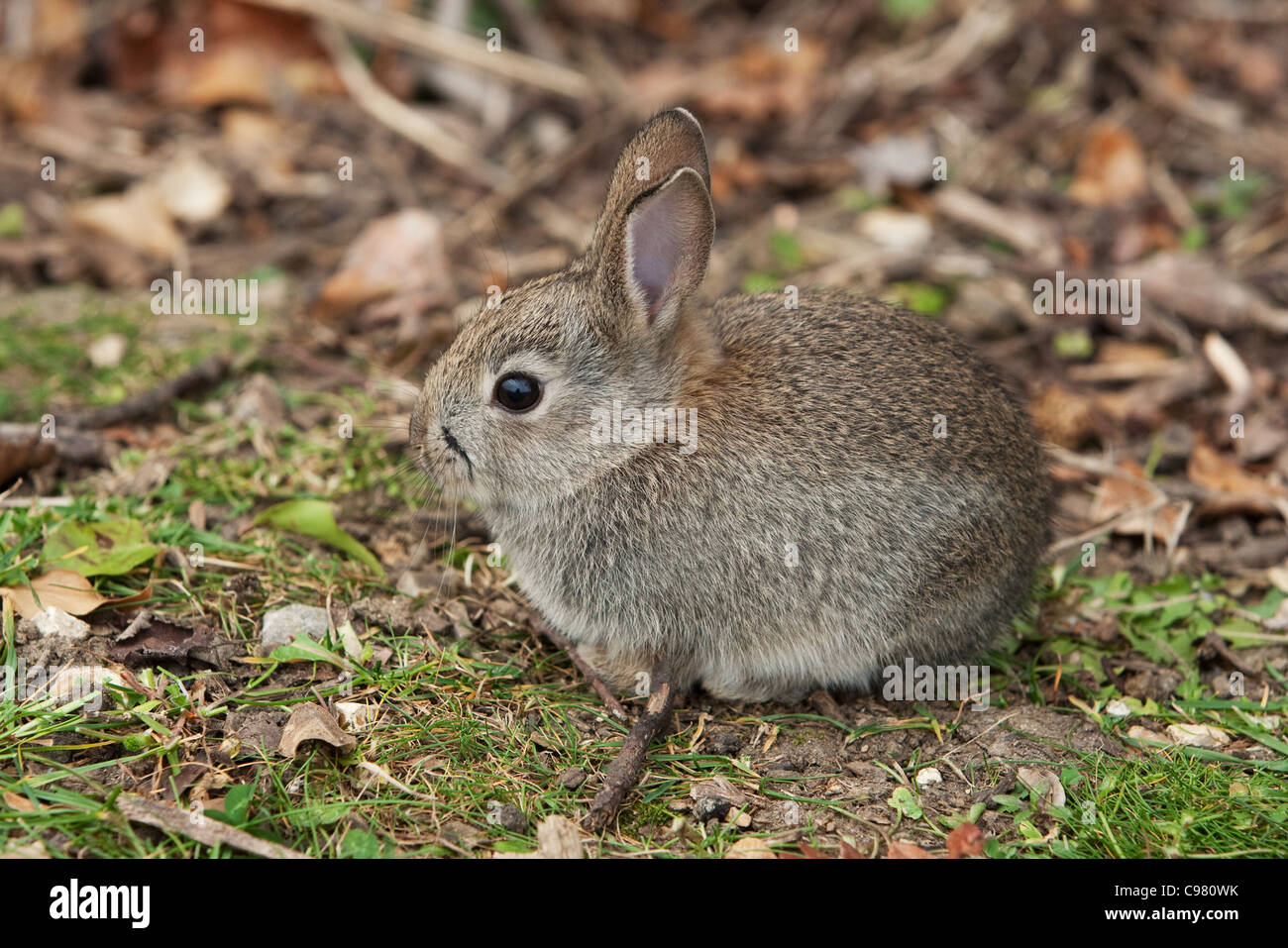 Cute baby bunny hi-res stock photography and images - Alamy
