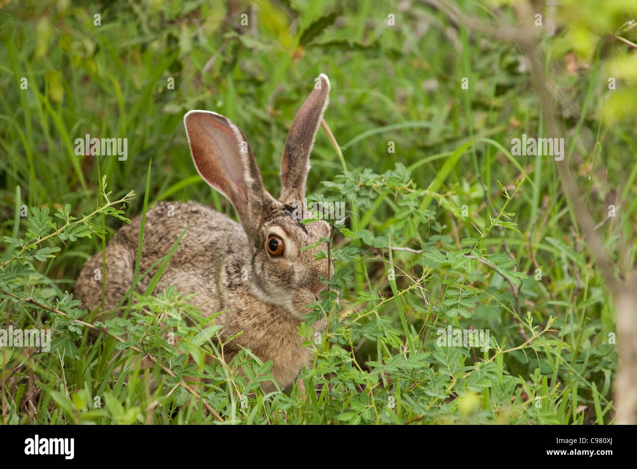 Scrub hare (Lepus saxatilis Stock Photo - Alamy