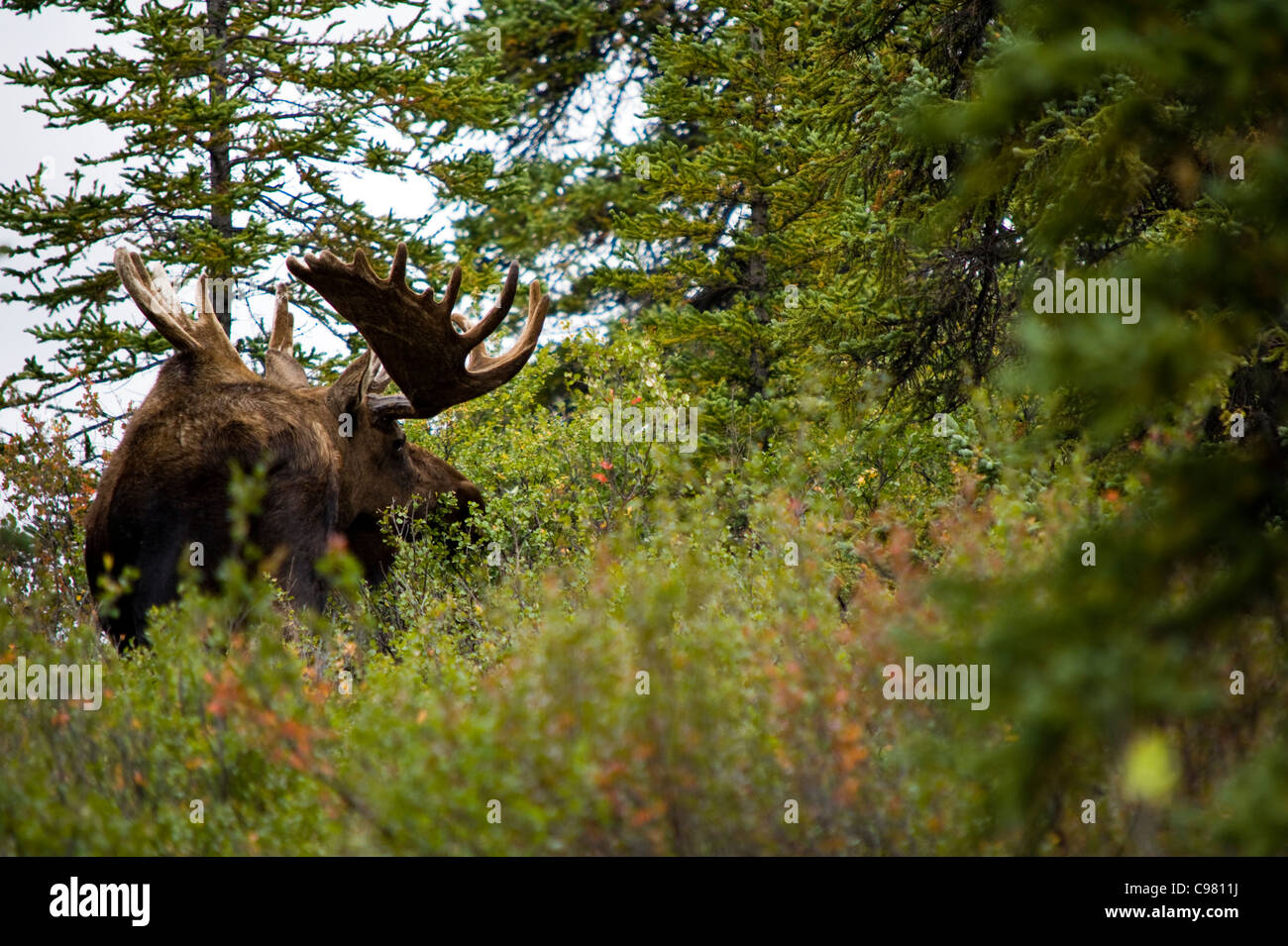 Moose from back - Denali National Park Alaska USA Stock Photo - Alamy