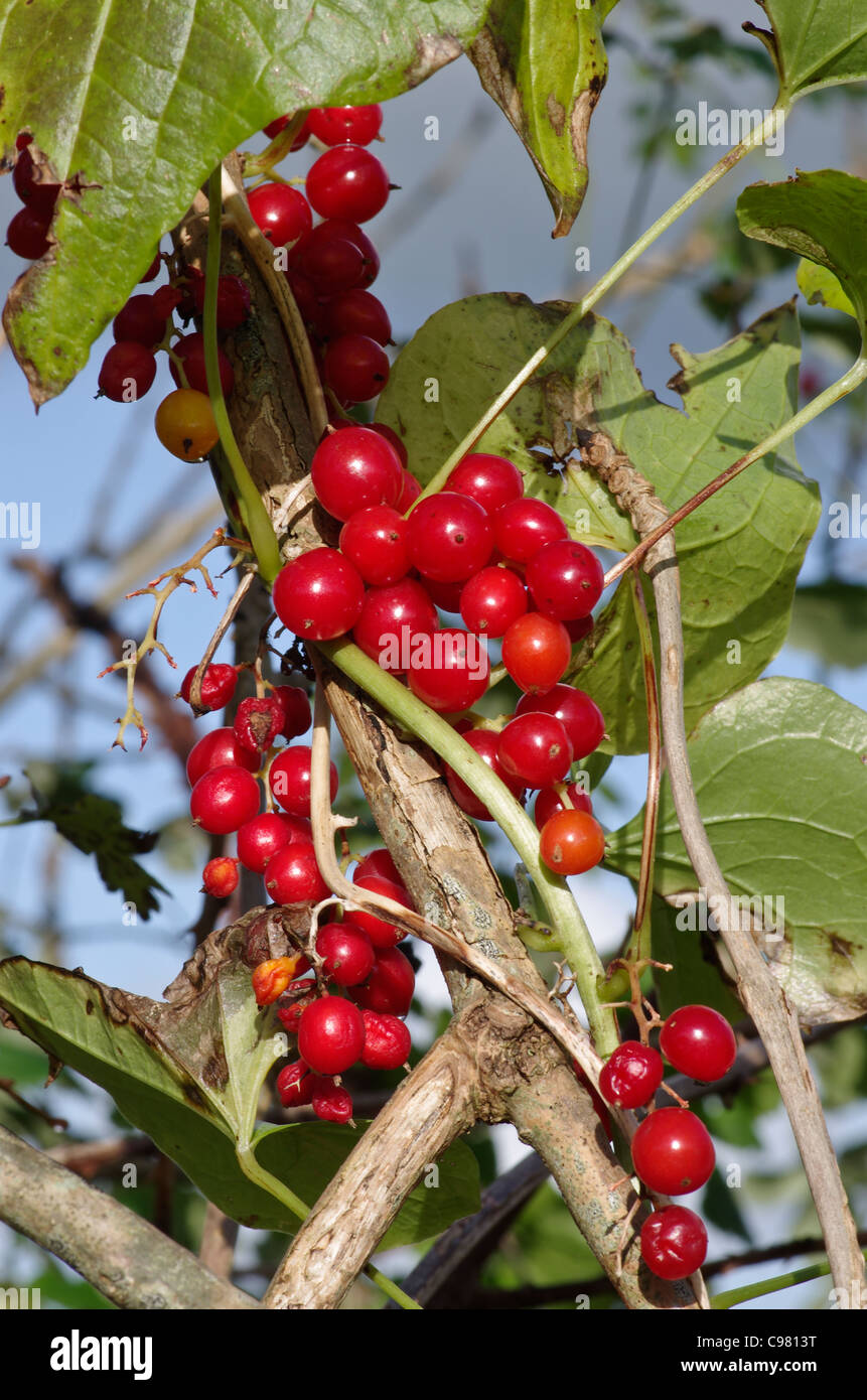 Black Bryony berries in a hedgerow, Anglesey, Wales Stock Photo - Alamy