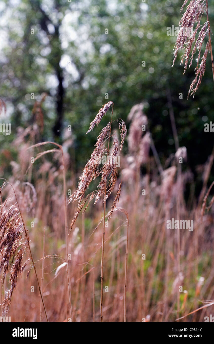 Common Reed Cheshire England Stock Photo - Alamy