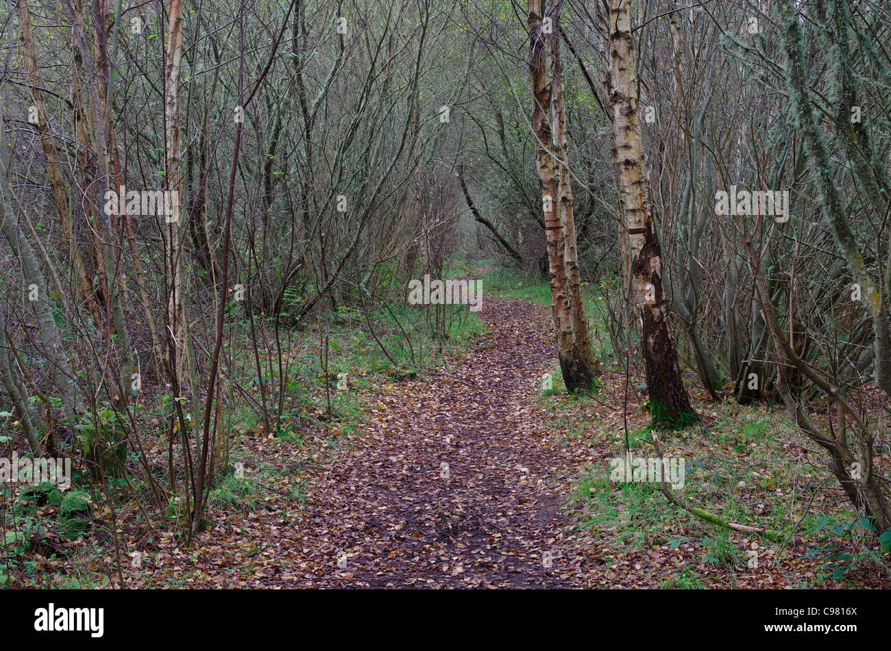 A path through birch and other trees with fallen leaves, Newborough ...