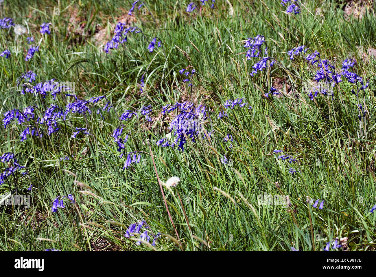 Bluebells in flower spring hi-res stock photography and images - Alamy