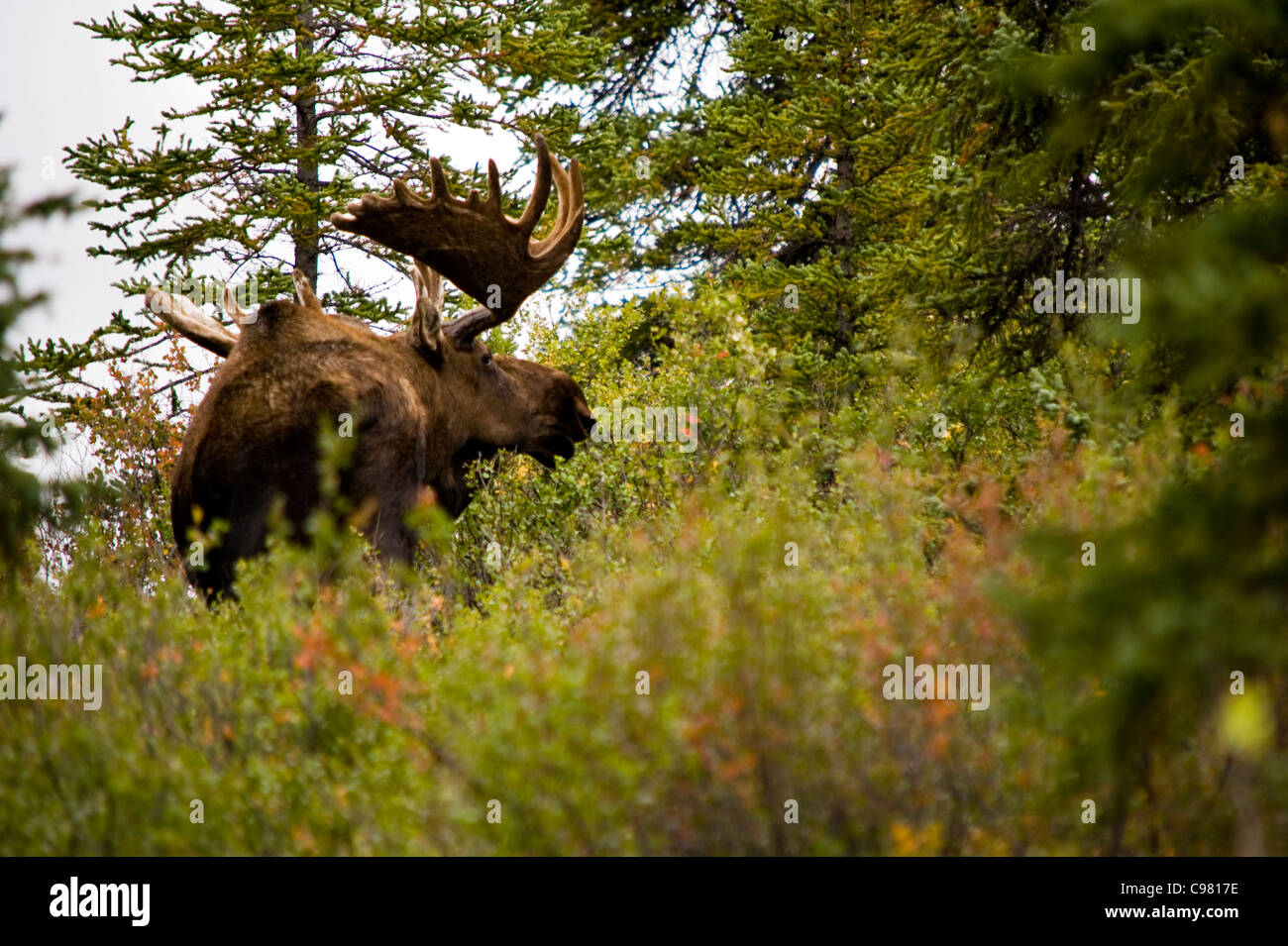 Moose from back - Denali National Park Alaska USA Stock Photo - Alamy