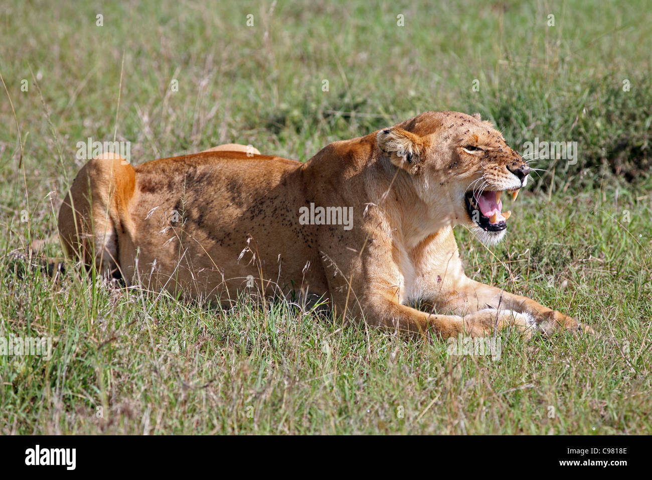 Snarling lioness, Masai Mara, Kenya Stock Photo - Alamy