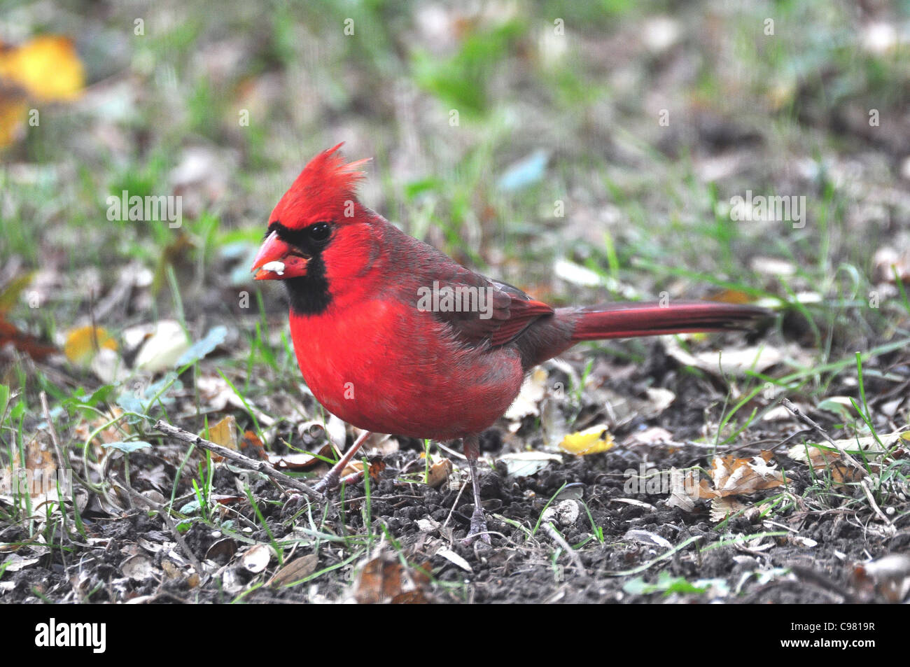 Northern cardinal hi-res stock photography and images - Alamy