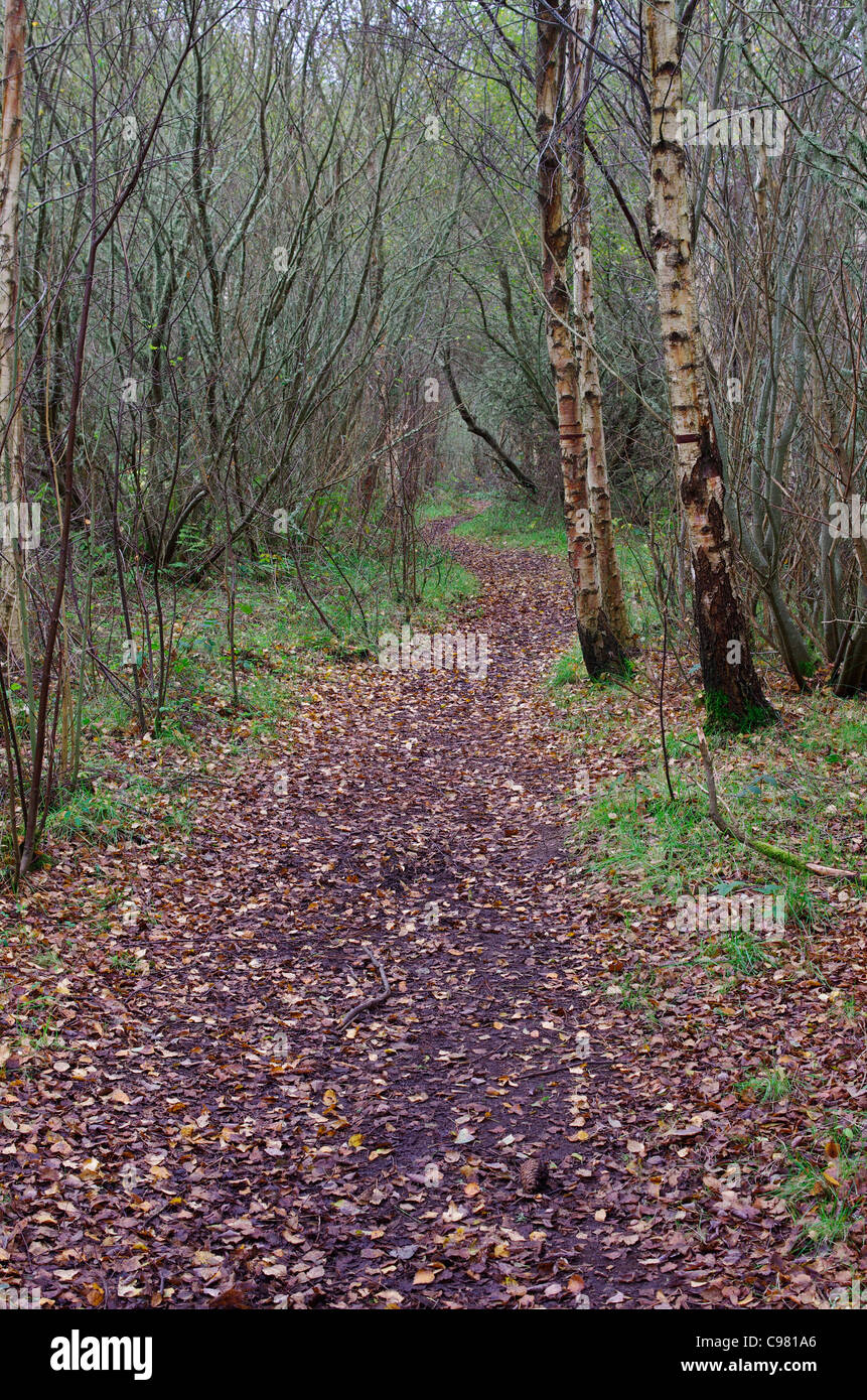 A path in autumn through Birch trees, with fallen leaves, Newborough ...