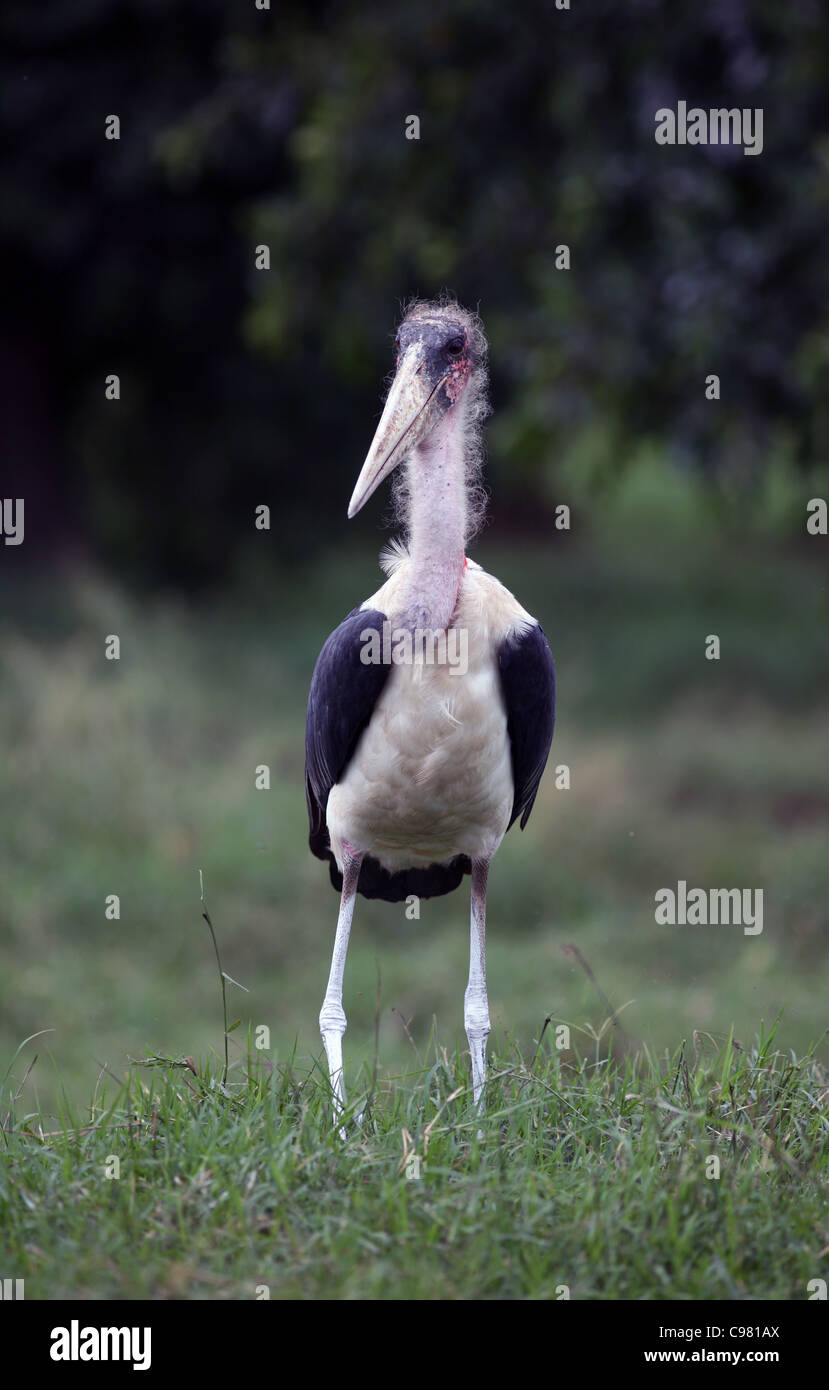 Malibu stork hi-res stock photography and images - Alamy