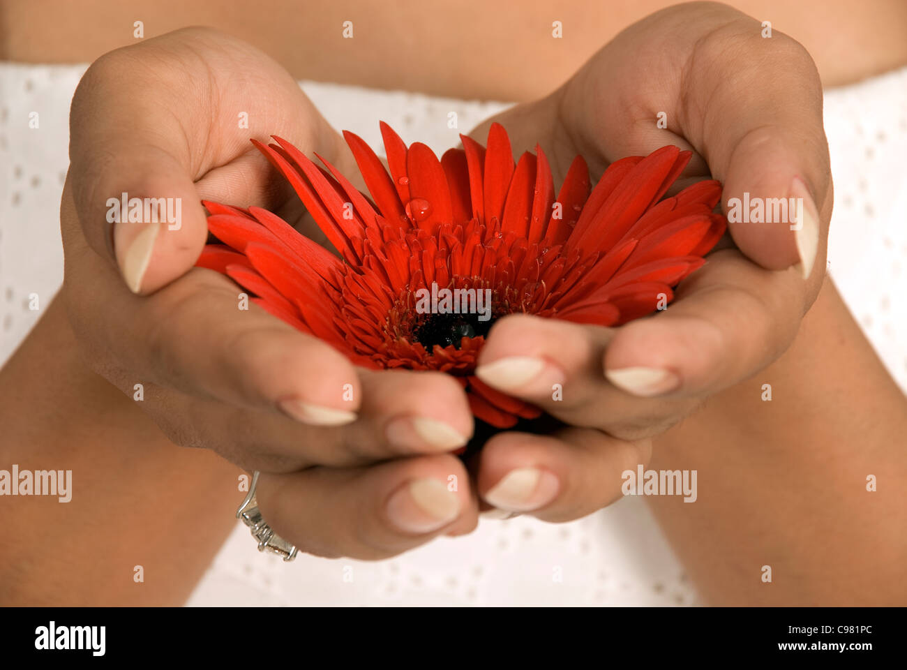 woman's hands with a flower Stock Photo - Alamy
