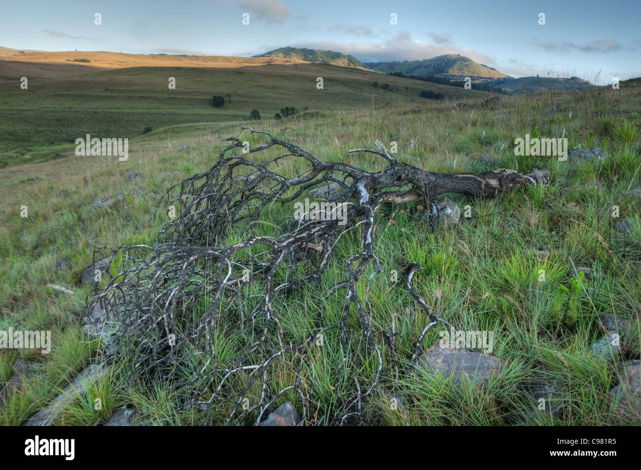 Scenic highveld landscape with dead tree and small protea bush Stock ...