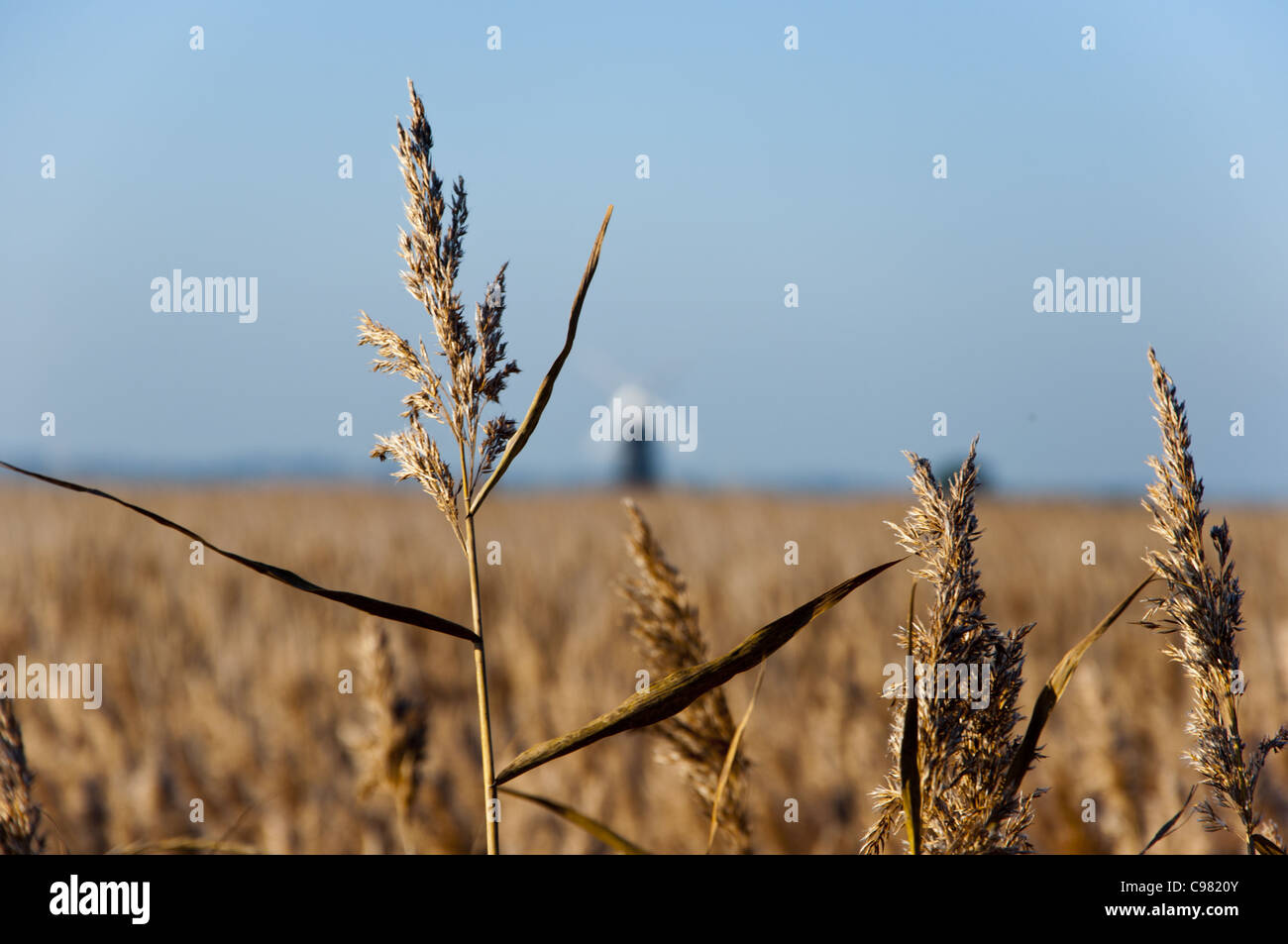 Norfork reed bed with windmill Stock Photo - Alamy
