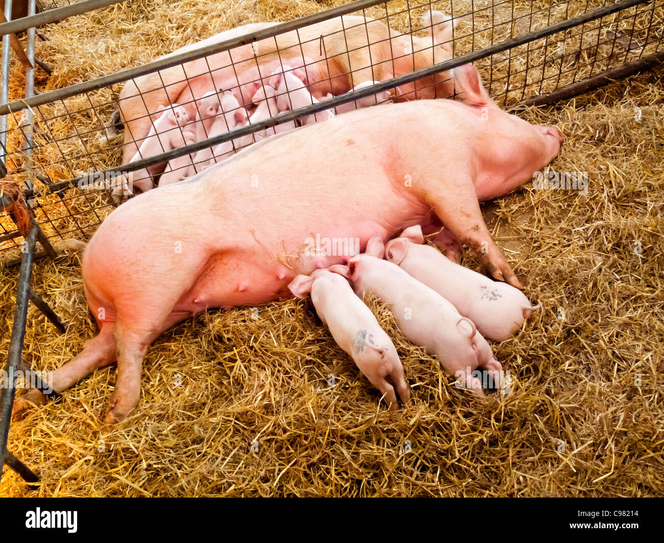 Sows hi-res stock photography and images - Alamy
