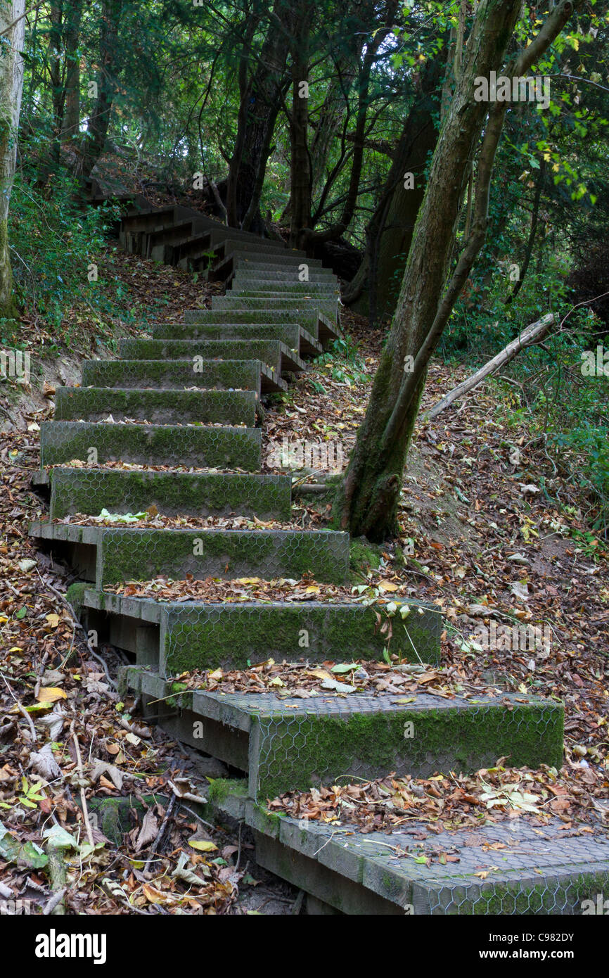 Staircase in the forest Stock Photo - Alamy