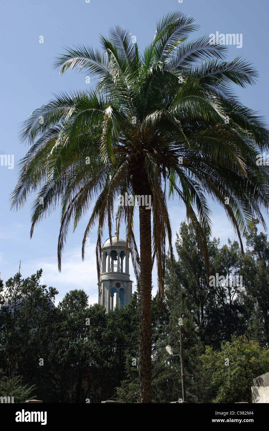 Palm tree in Addis Ababa, Ethiopia Stock Photo - Alamy