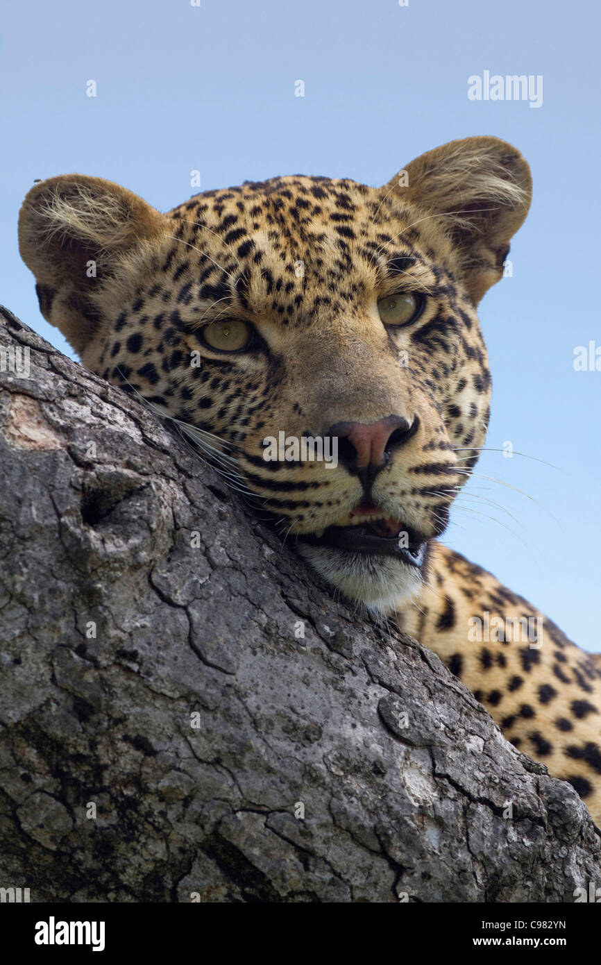 Tight portrait of a leopard resting on a branch Stock Photo - Alamy