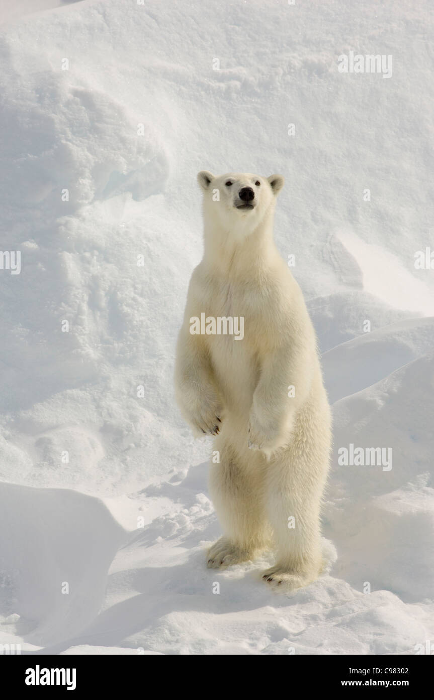 Adolescent Polar Bear cub (Ursus maritimus) standing on hind legs on ...