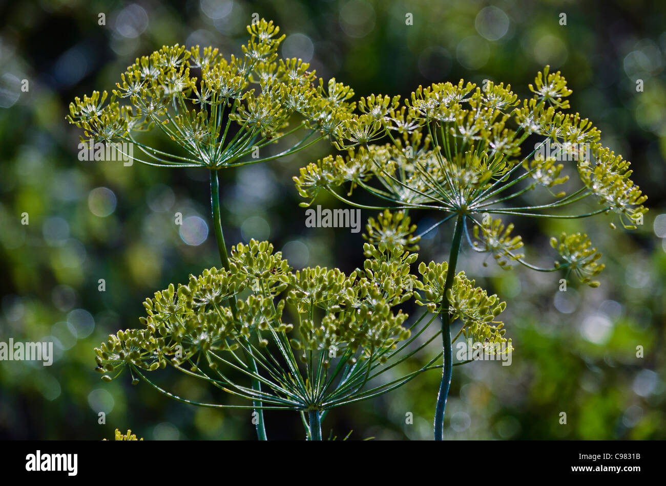 Inflorescence fennel - dill Stock Photo - Alamy Inflorescence fennel - dill Stock Photo - Alamy
