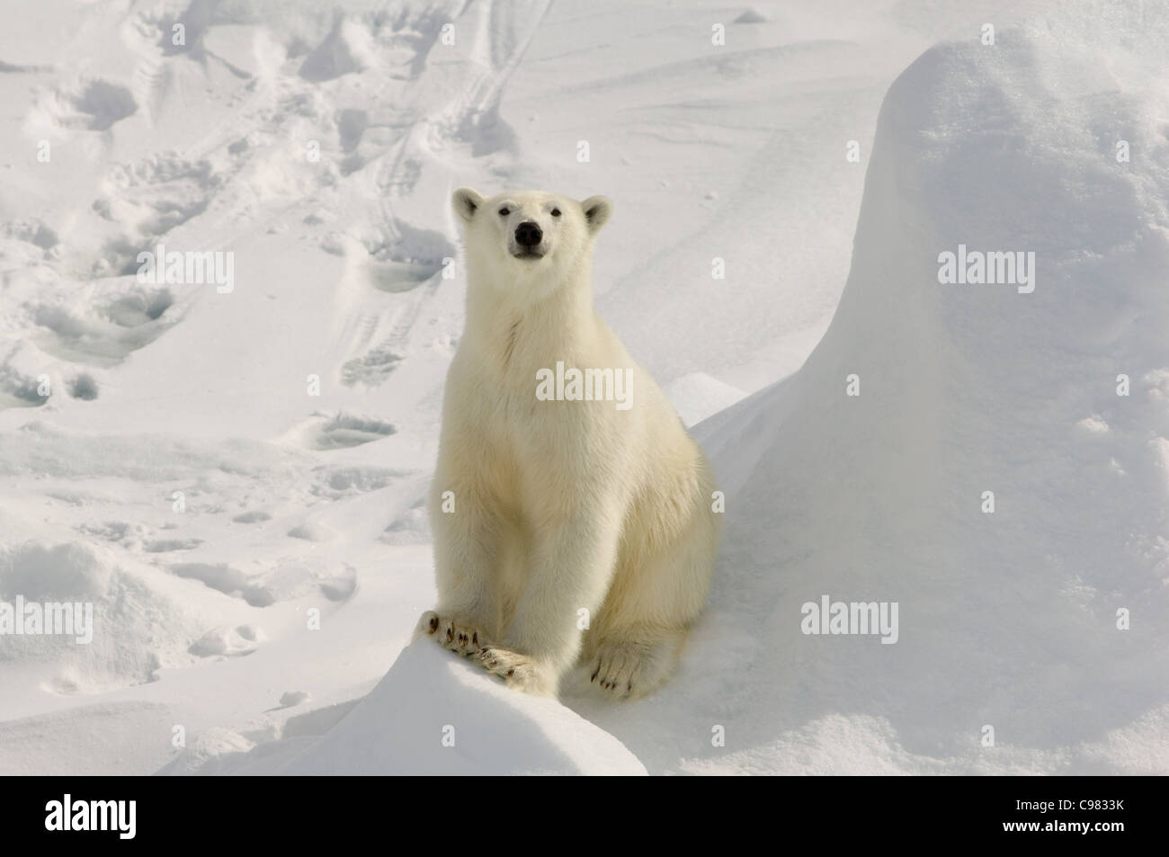 Adolescent Polar Bear cub (Ursus maritimus) sitting on it's hind legs ...