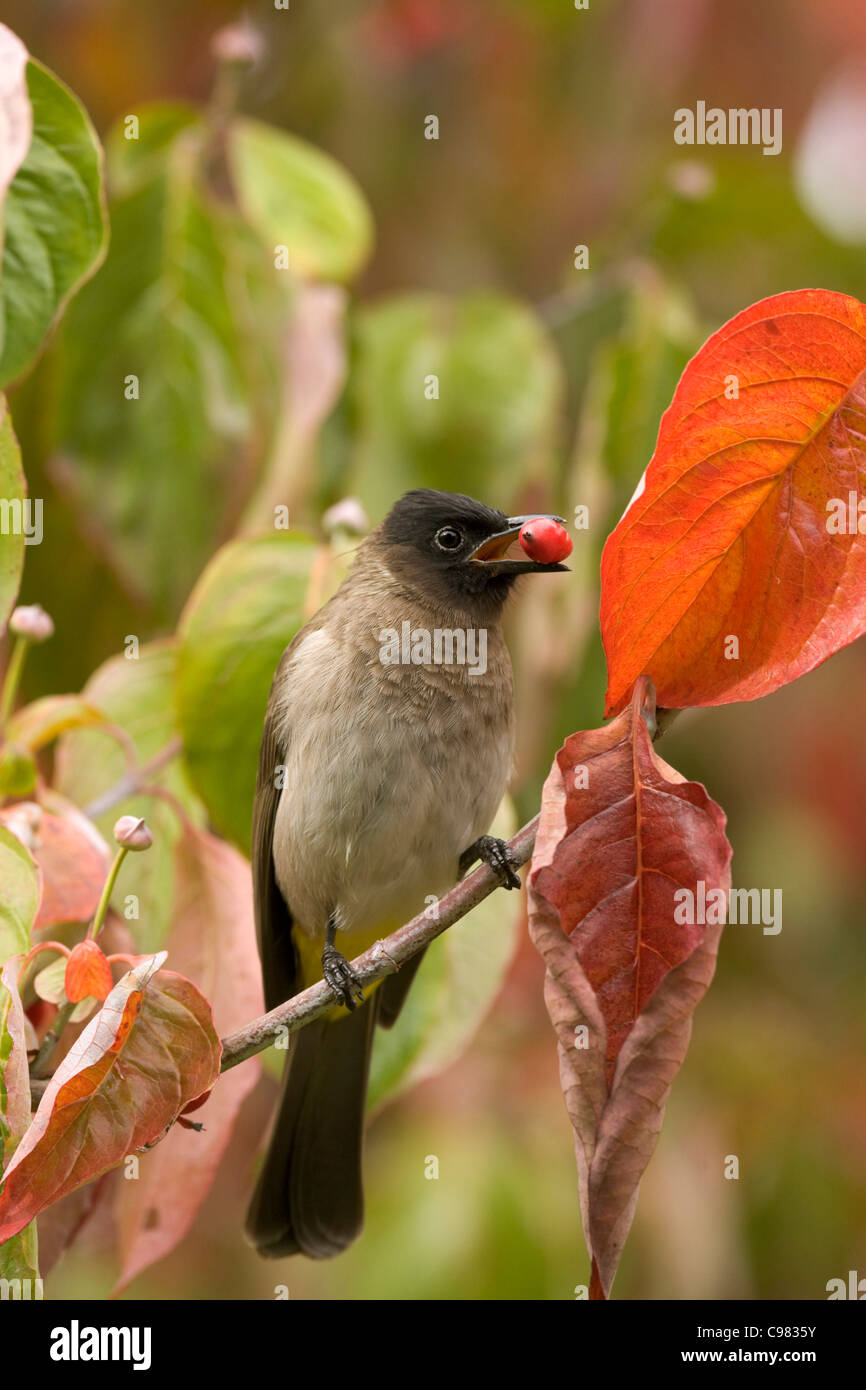 African Bulbul High Resolution Stock Photography and Images - Alamy