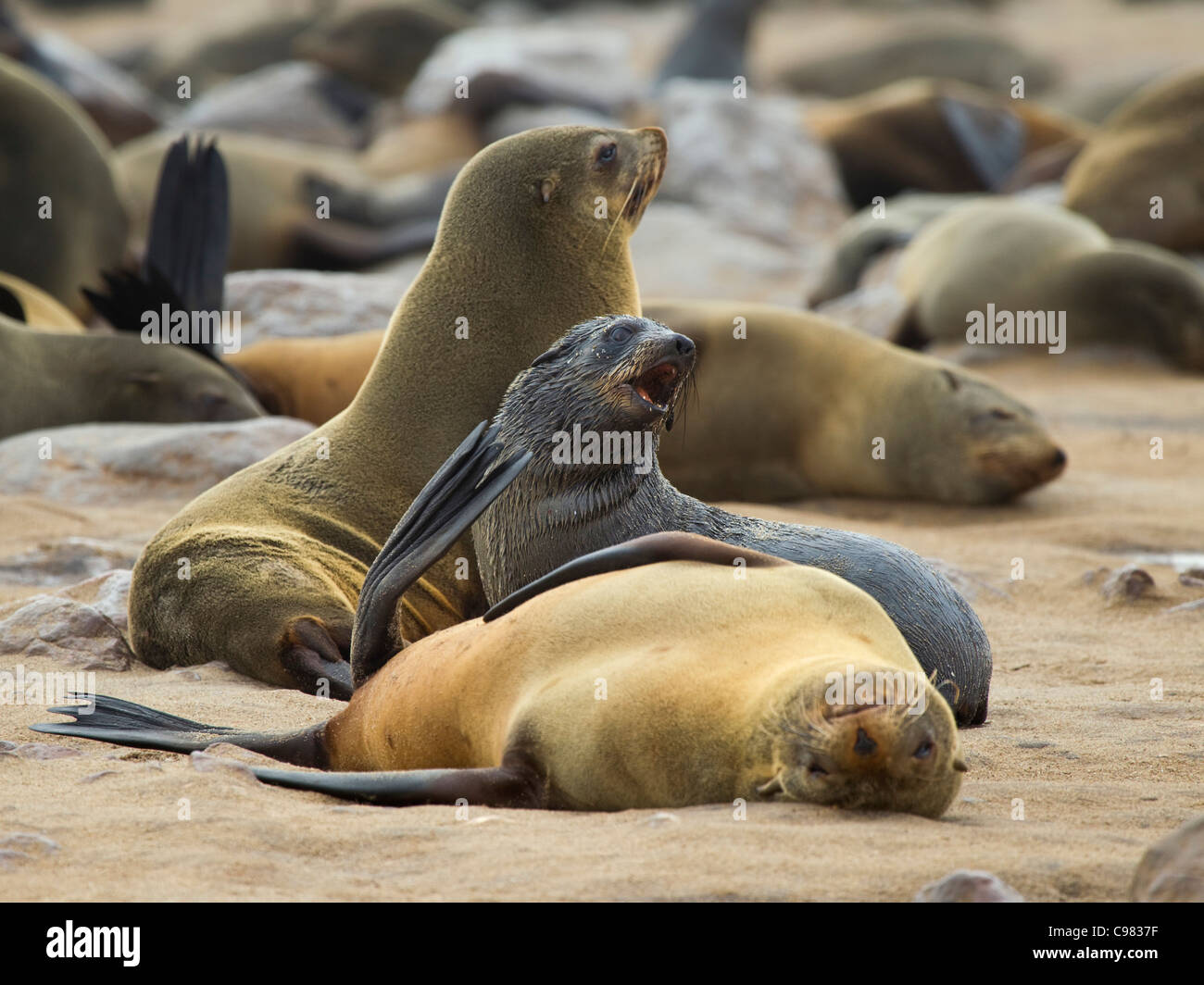 Breeding seals hi-res stock photography and images - Alamy