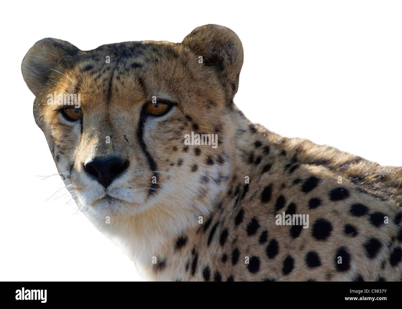Cut-out portrait of a cheetah Stock Photo - Alamy