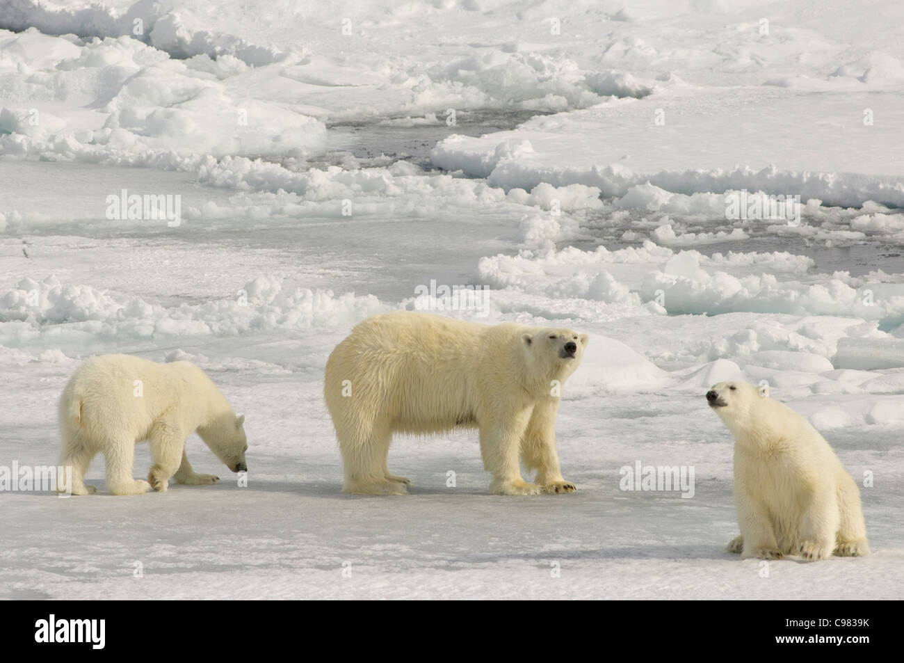Female polar bear cub iceberg hi-res stock photography and images - Alamy