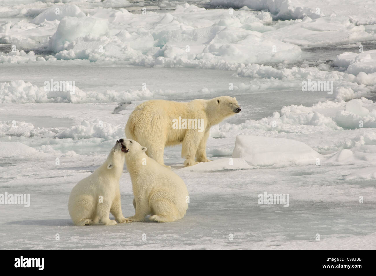 Female Polar Bear (Ursus maritimus) with two play-fighting adolescent ...