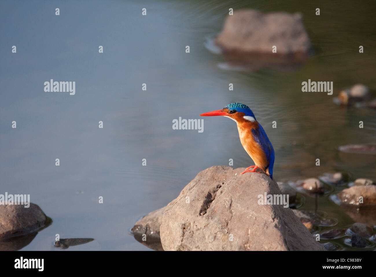 Kingfisher at waterhole hi-res stock photography and images - Alamy
