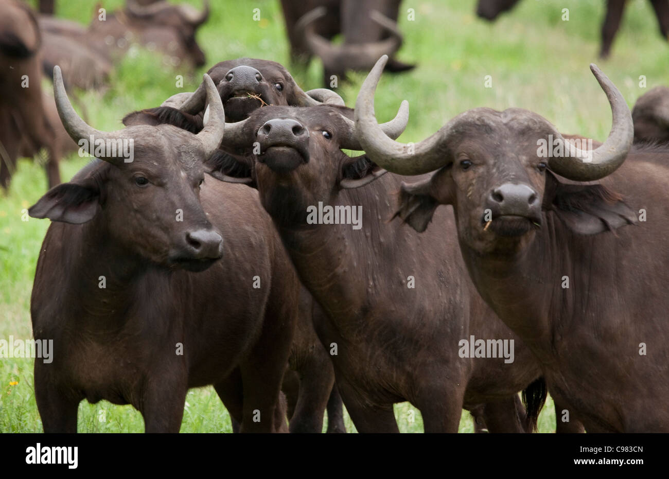 Herd of buffalo cows Stock Photo - Alamy