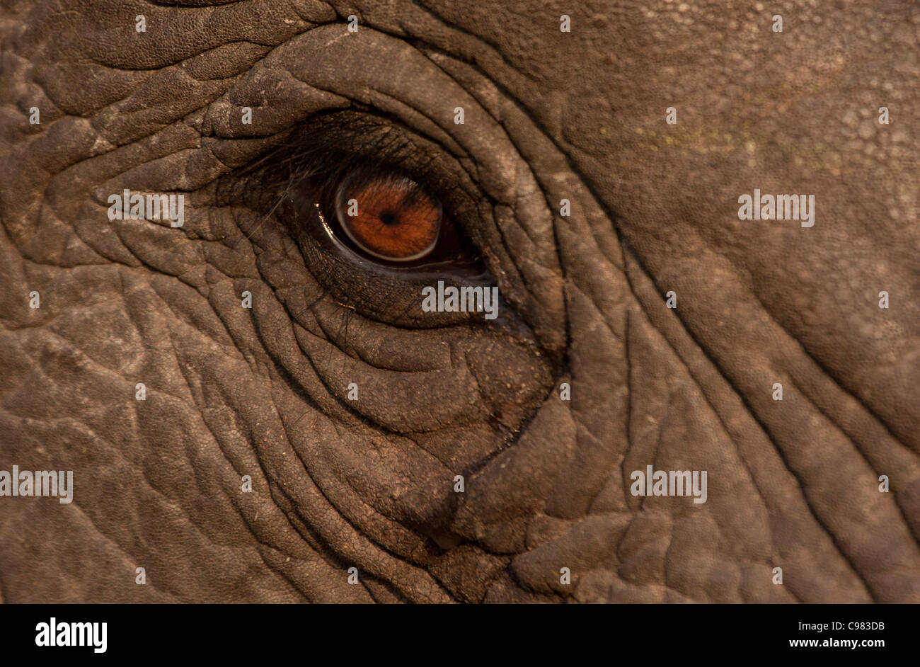 Africa Close Skin Eye Elephant High Resolution Stock Photography and ...