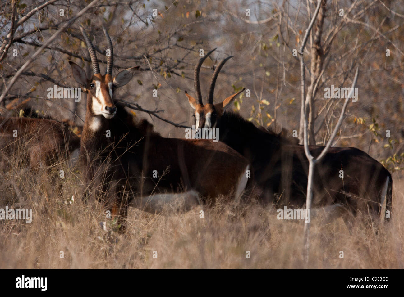 Sable antelope hi-res stock photography and images - Alamy