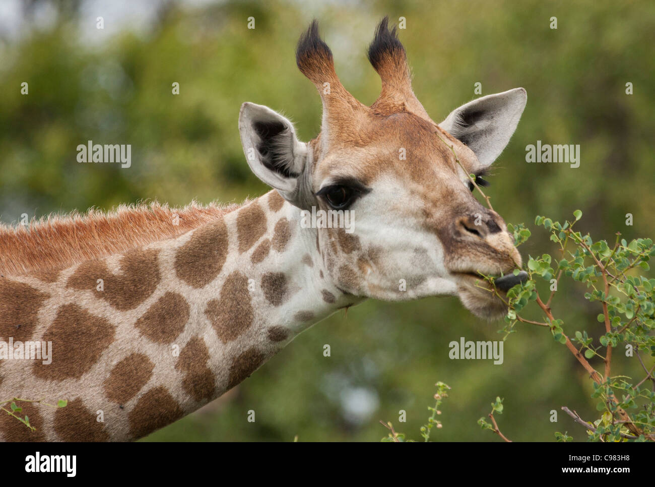 Giraffe browsing on shrub Stock Photo - Alamy