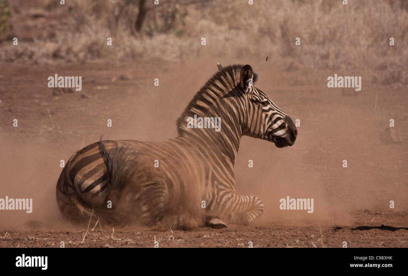 Zebra rolling in the dust Stock Photo - Alamy