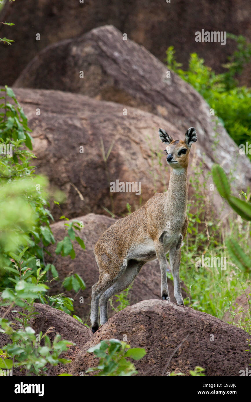 Klipspringer African High Resolution Stock Photography and Images - Alamy