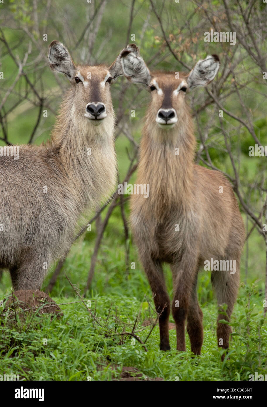 Waterbuck Head High Resolution Stock Photography and Images - Alamy