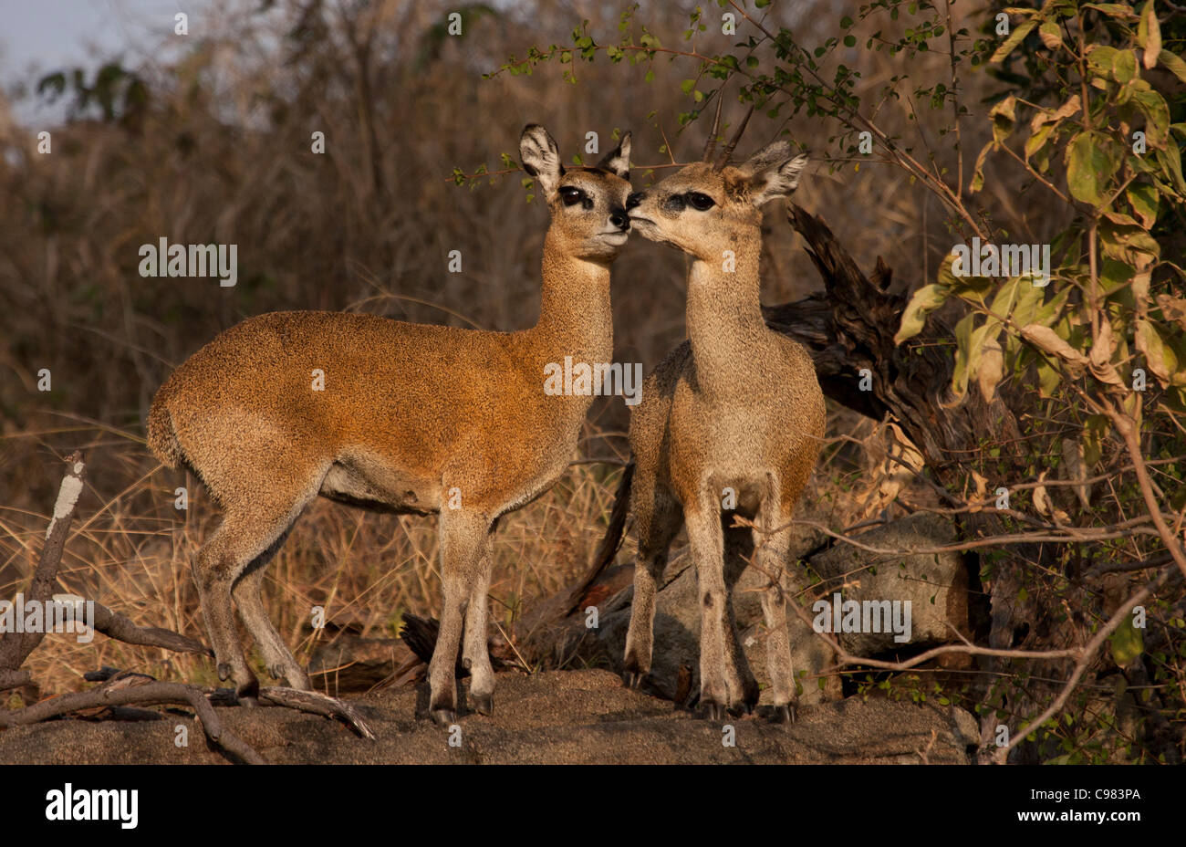 Klipspringer african hi-res stock photography and images - Alamy