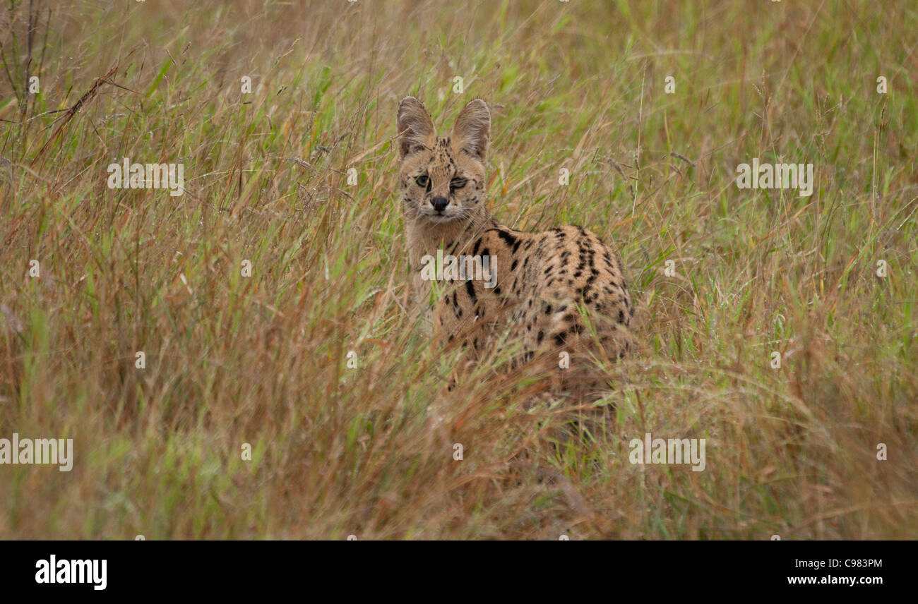 Serval standing hi-res stock photography and images - Alamy