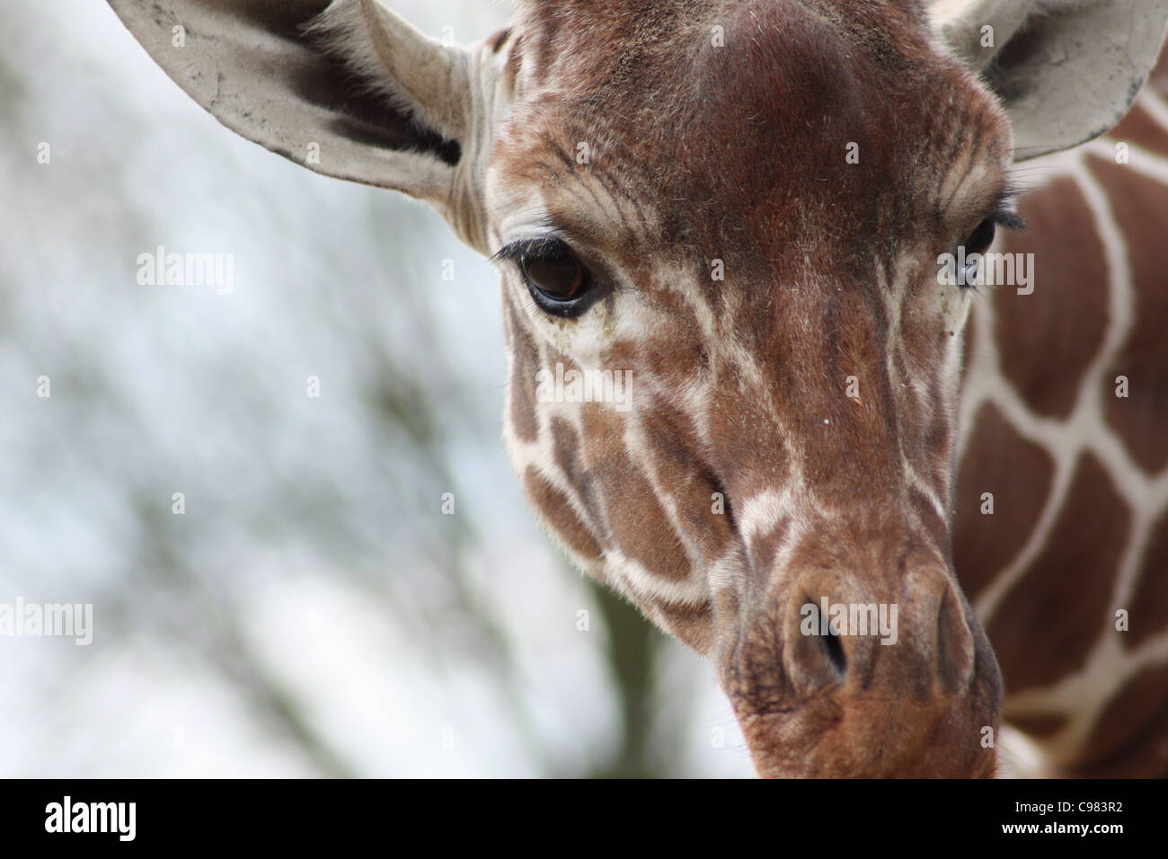 Giraffe face close up Stock Photo - Alamy