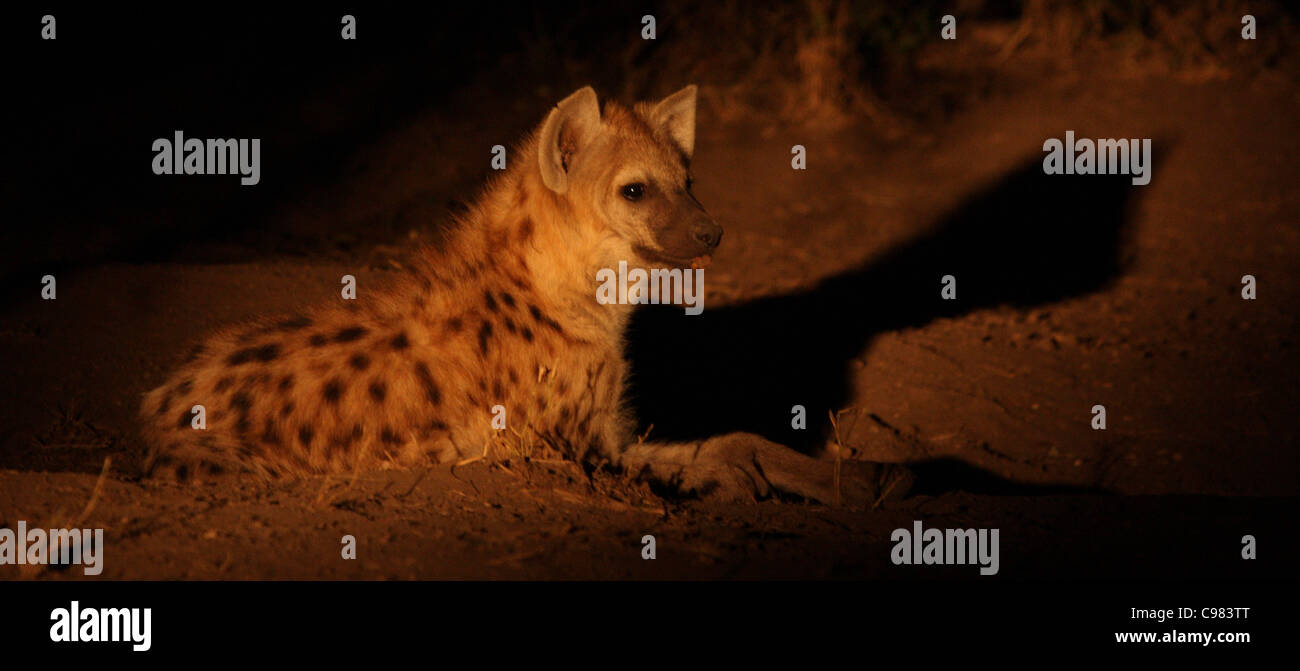 Spotted hyena at night Stock Photo - Alamy