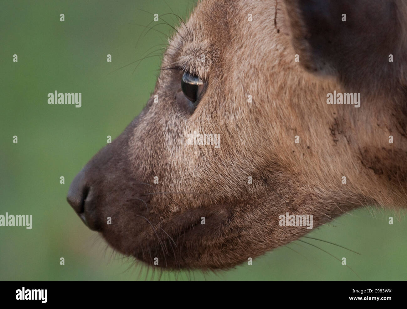 Spotted hyena close-up portrait Stock Photo - Alamy