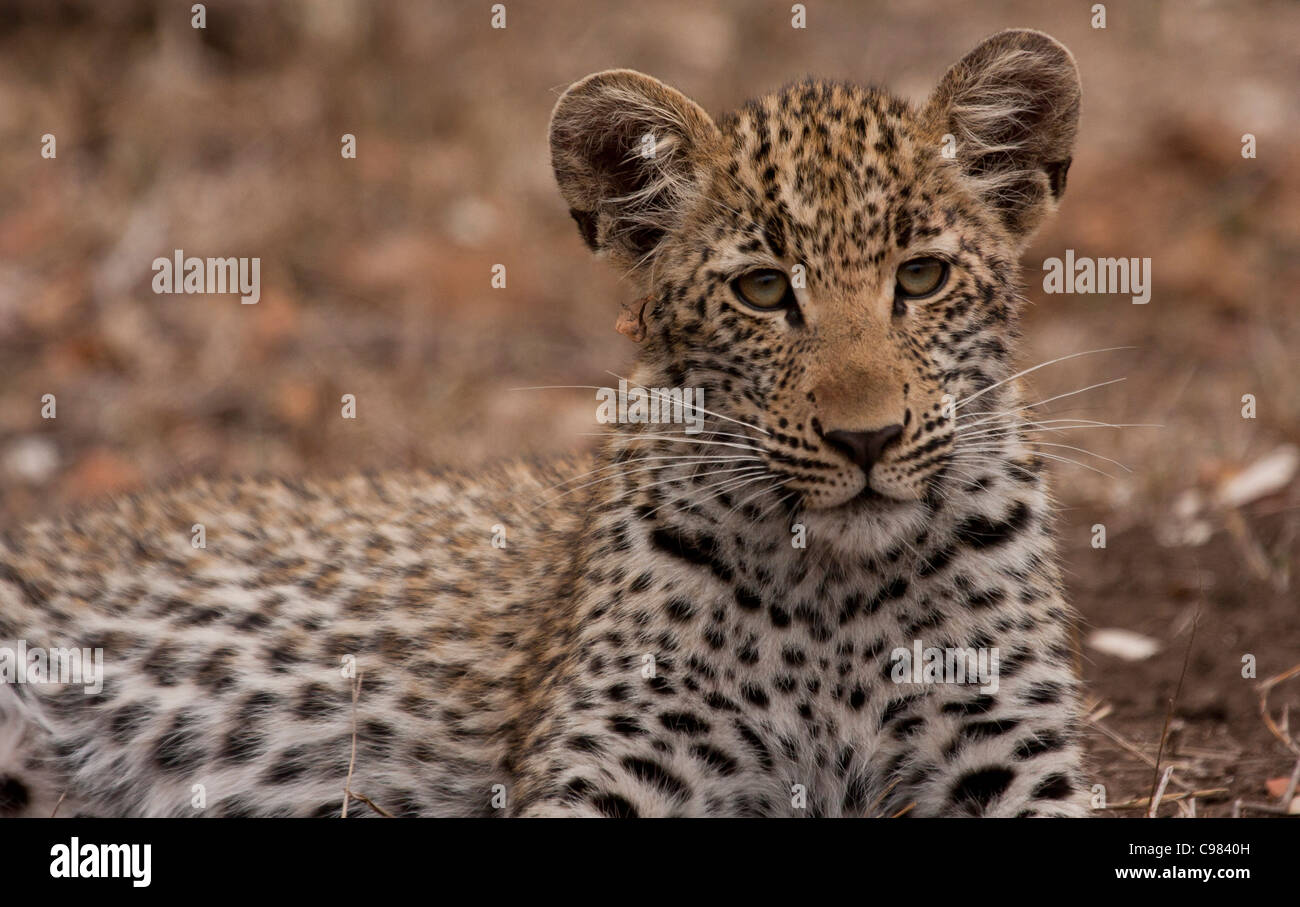 African leopard cub hi-res stock photography and images - Alamy