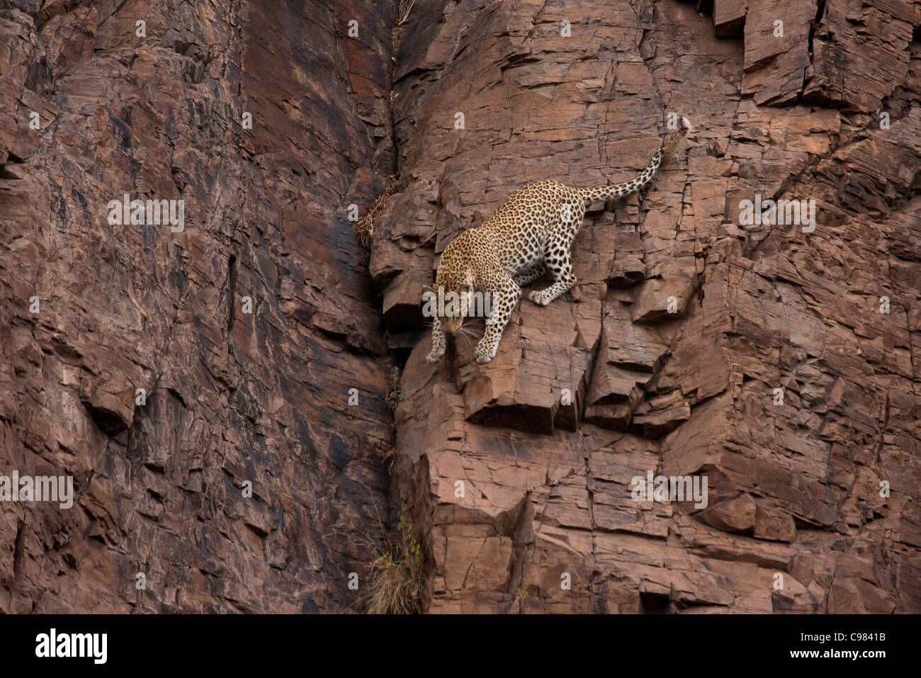 Leopard climbing down a rocky cliff Stock Photo - Alamy