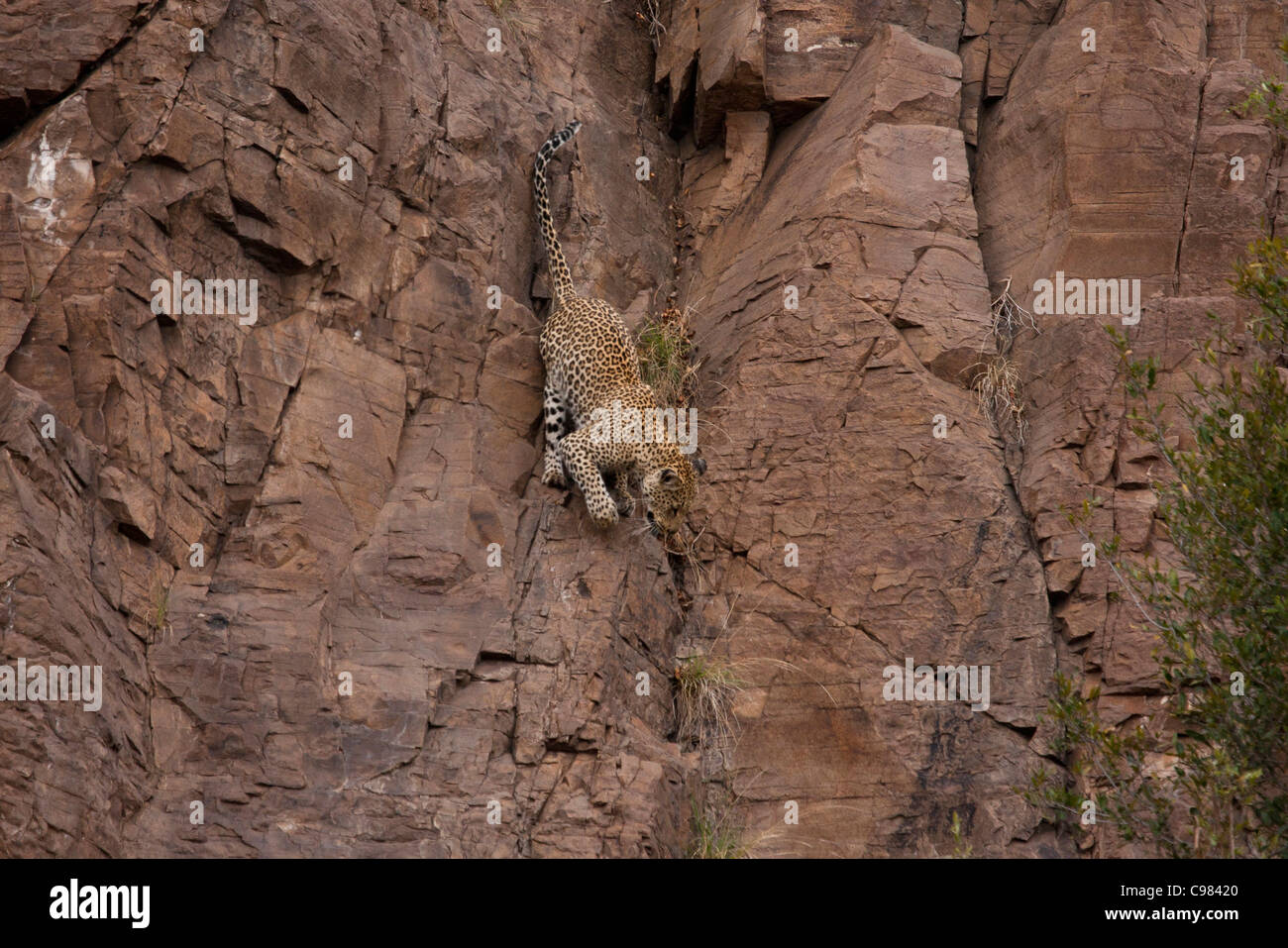 Leopard climbing down a rocky cliff Stock Photo - Alamy