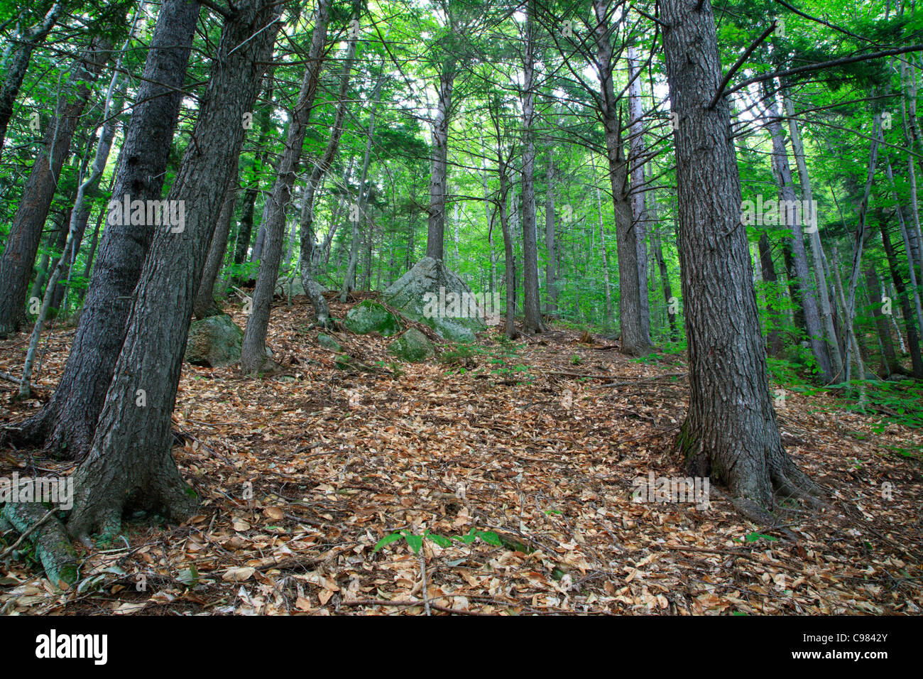 Hemlock forest hi-res stock photography and images - Alamy