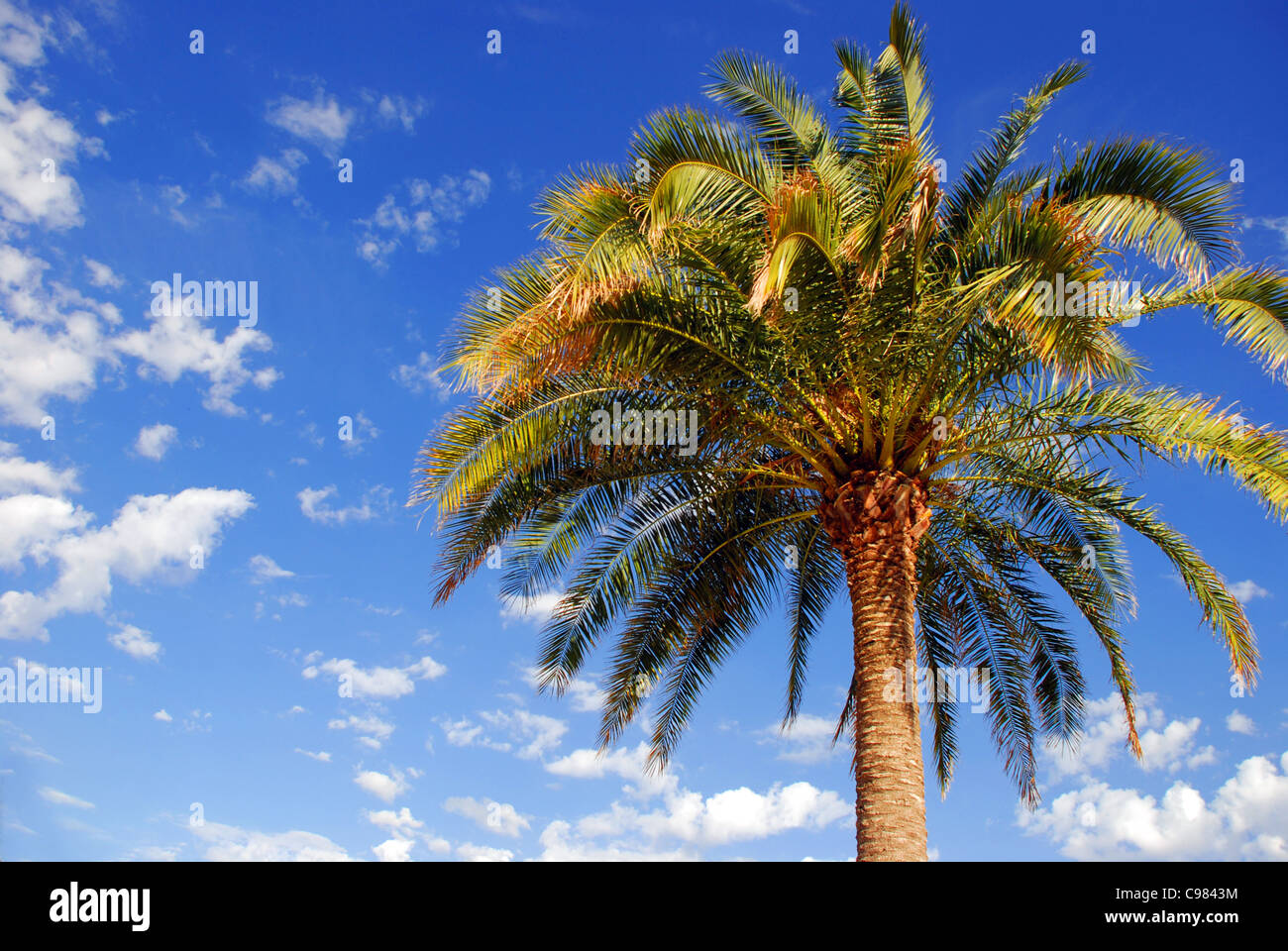 Palm trees in Sydney, Australia Stock Photo - Alamy