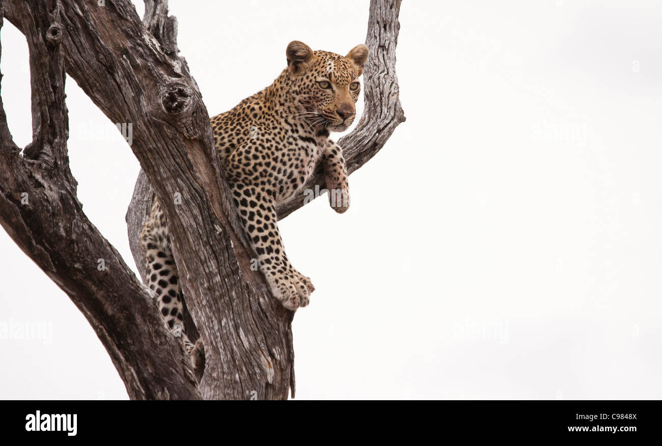 Leopard lying in a tree hi-res stock photography and images - Alamy