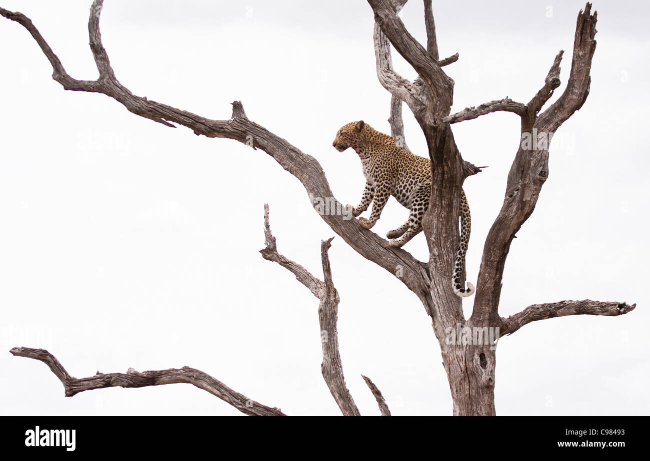 Leopard sitting in tree hi-res stock photography and images - Alamy
