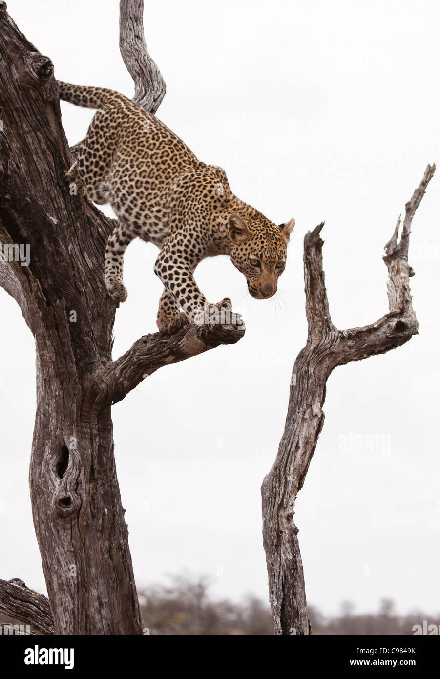 Leopard climbing down a tree Stock Photo - Alamy